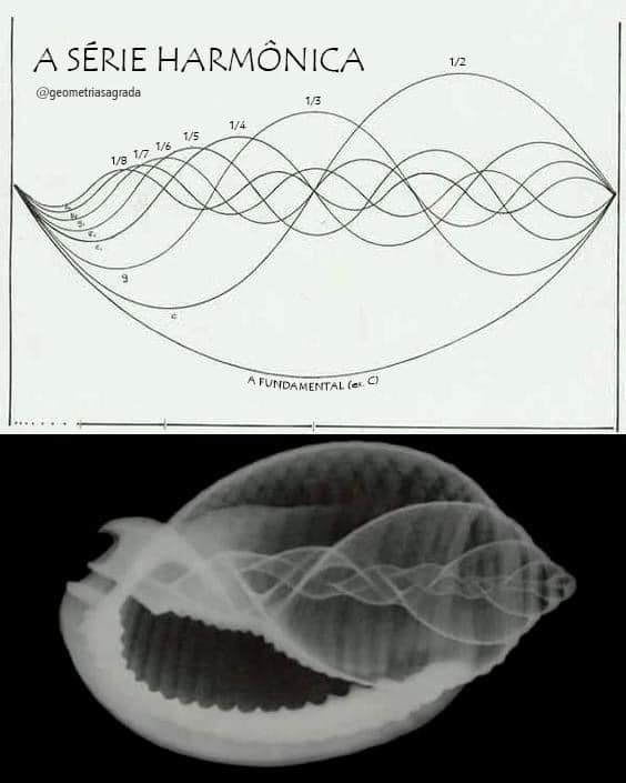 como entender a série harmônica